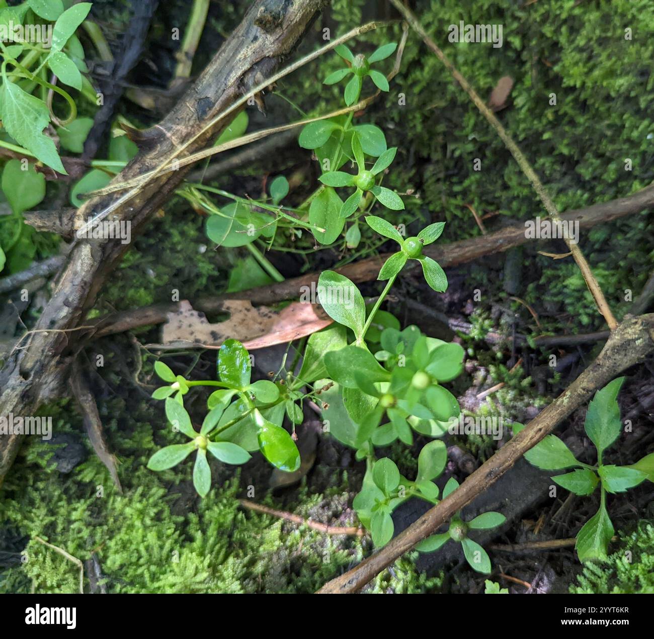 Coastal Rose Gentian (Sabatia calycina Stock Photo - Alamy