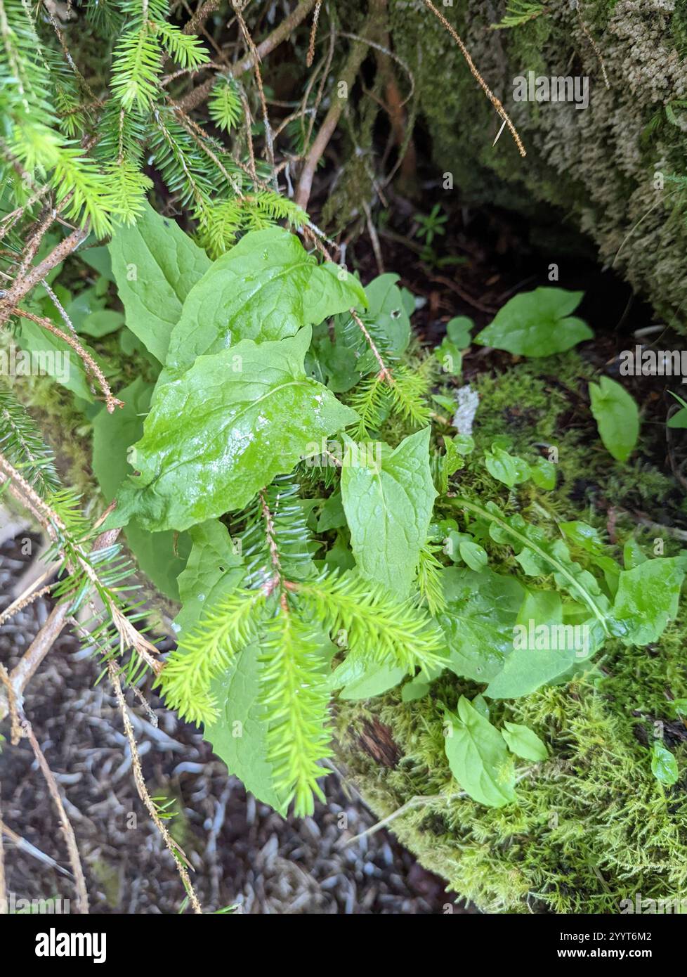 western rattlesnake root (Nabalus alatus Stock Photo - Alamy