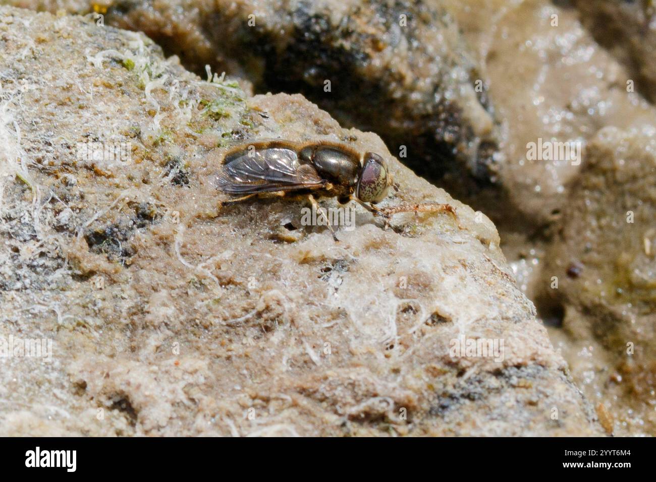 Common Lagoon Fly (Eristalinus aeneus Stock Photo - Alamy