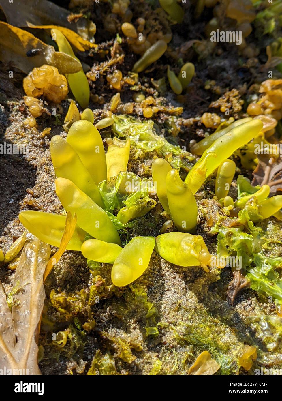Sea Sacks (Halosaccion glandiforme Stock Photo - Alamy