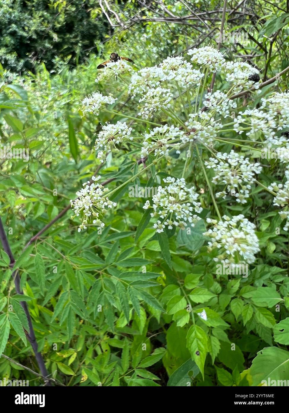 water hemlock (Cicuta maculata Stock Photo - Alamy