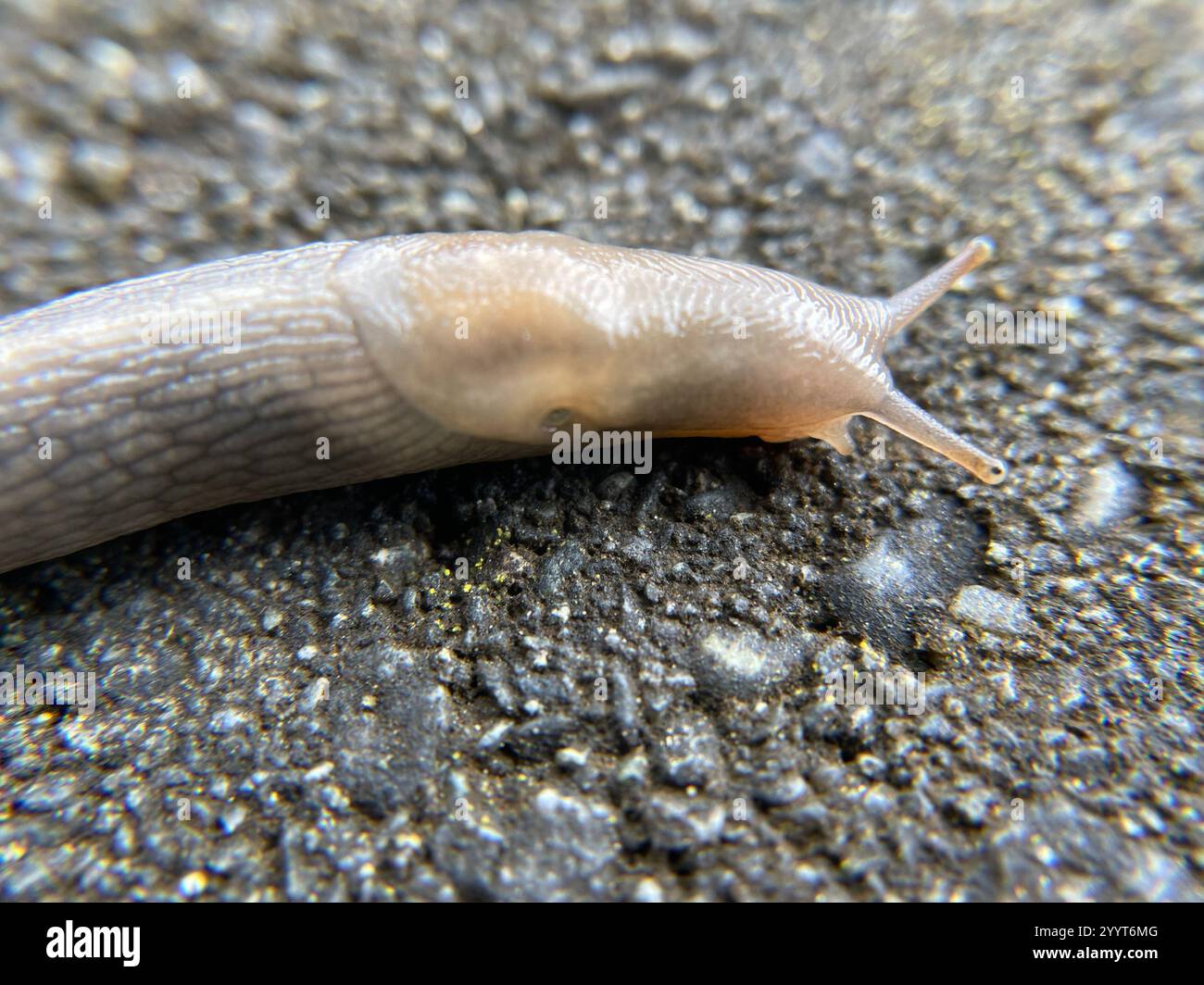 Tree slug (Lehmannia marginata Stock Photo - Alamy