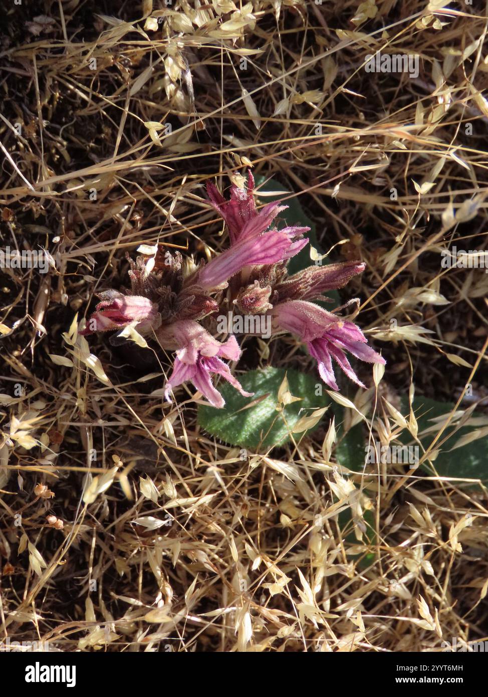 California Broomrape (Aphyllon californicum Stock Photo - Alamy