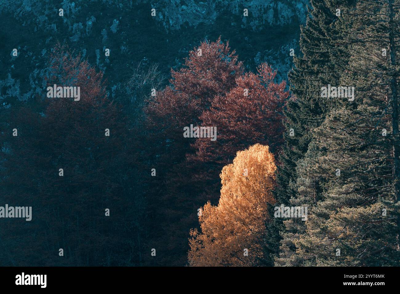 Beautiful yellow tree foliage contrasting with the dark green of pine ...