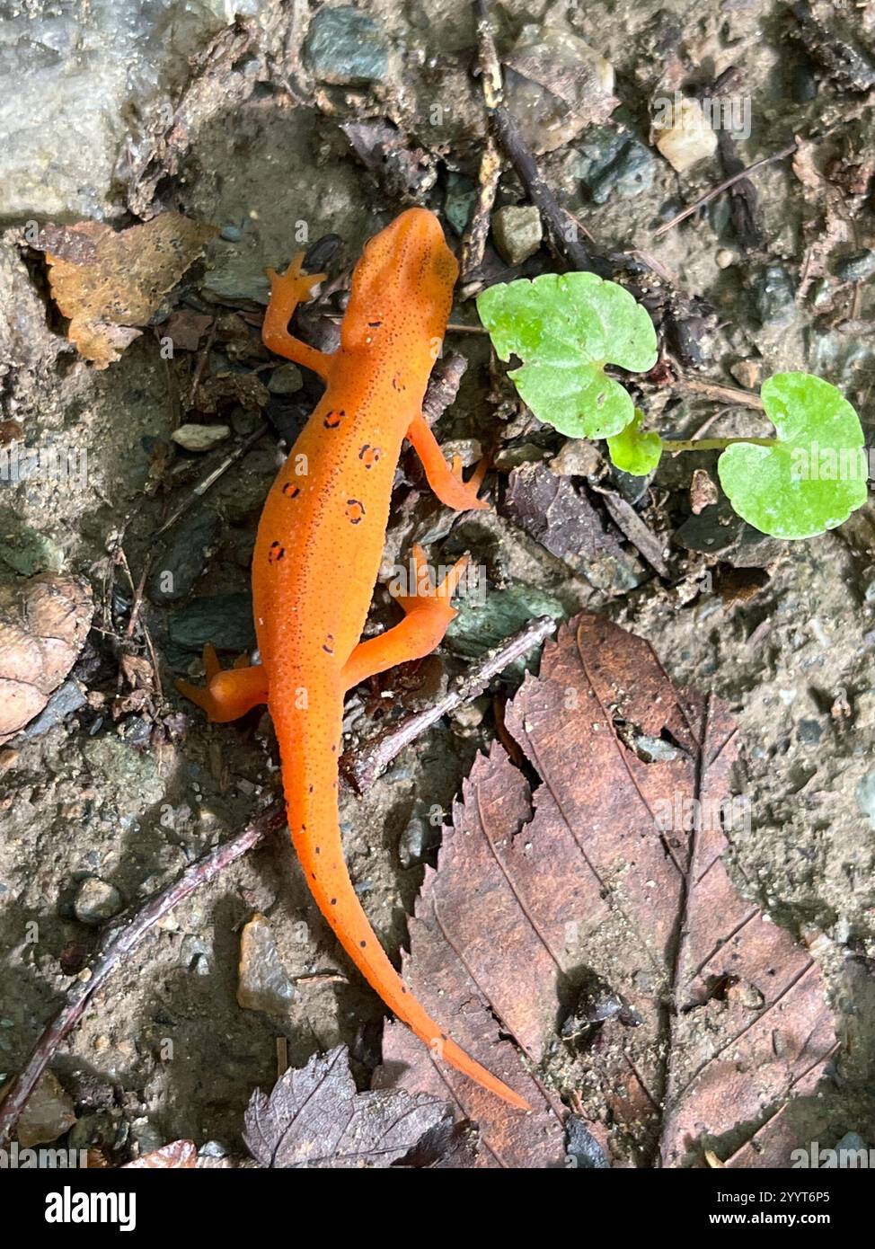 Eastern Newt (Notophthalmus viridescens Stock Photo - Alamy