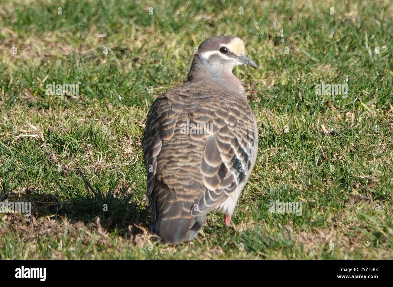 Common Bronzewing (Phaps chalcoptera Stock Photo - Alamy
