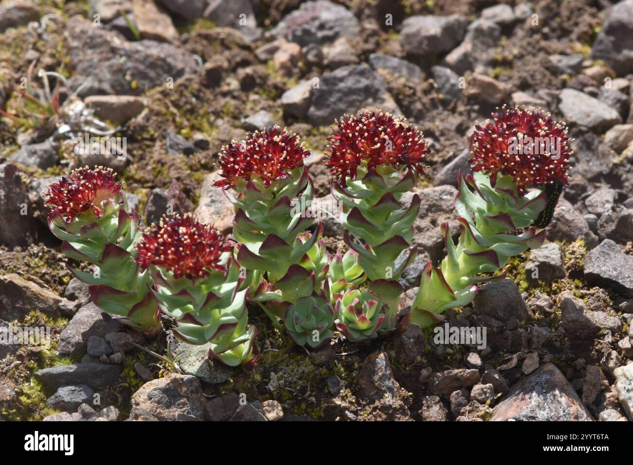 western roseroot (Rhodiola integrifolia Stock Photo - Alamy