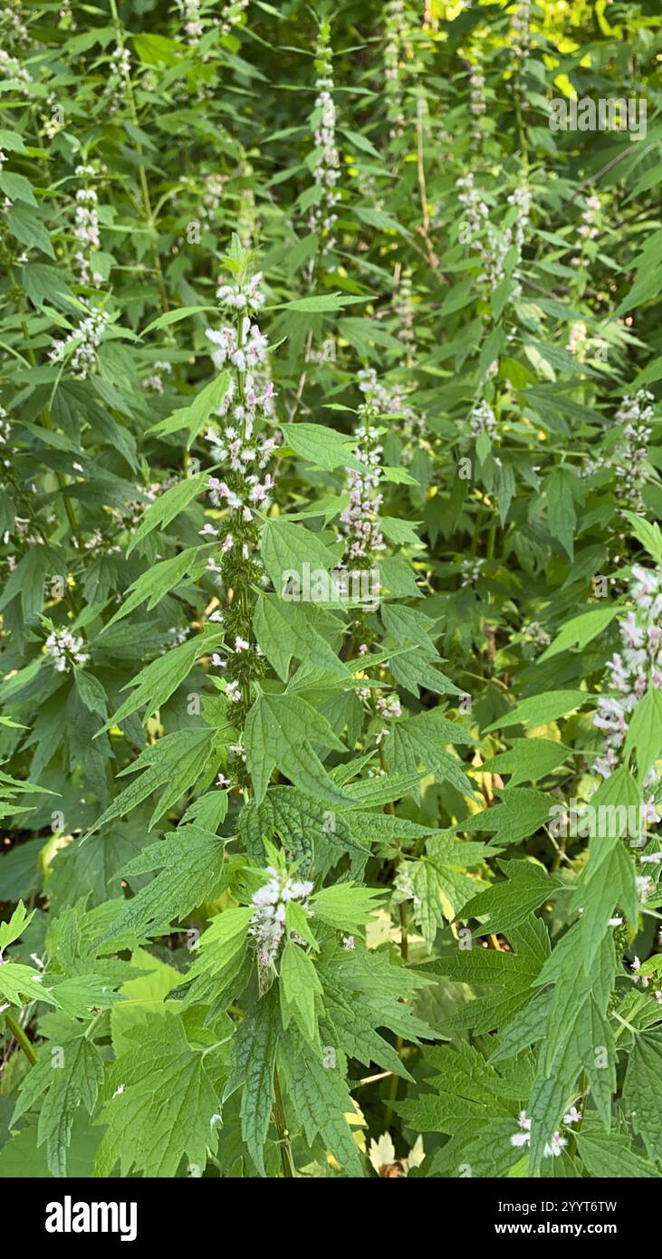 common motherwort (Leonurus cardiaca Stock Photo - Alamy