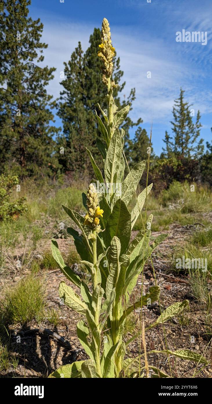 great mullein (Verbascum thapsus Stock Photo - Alamy