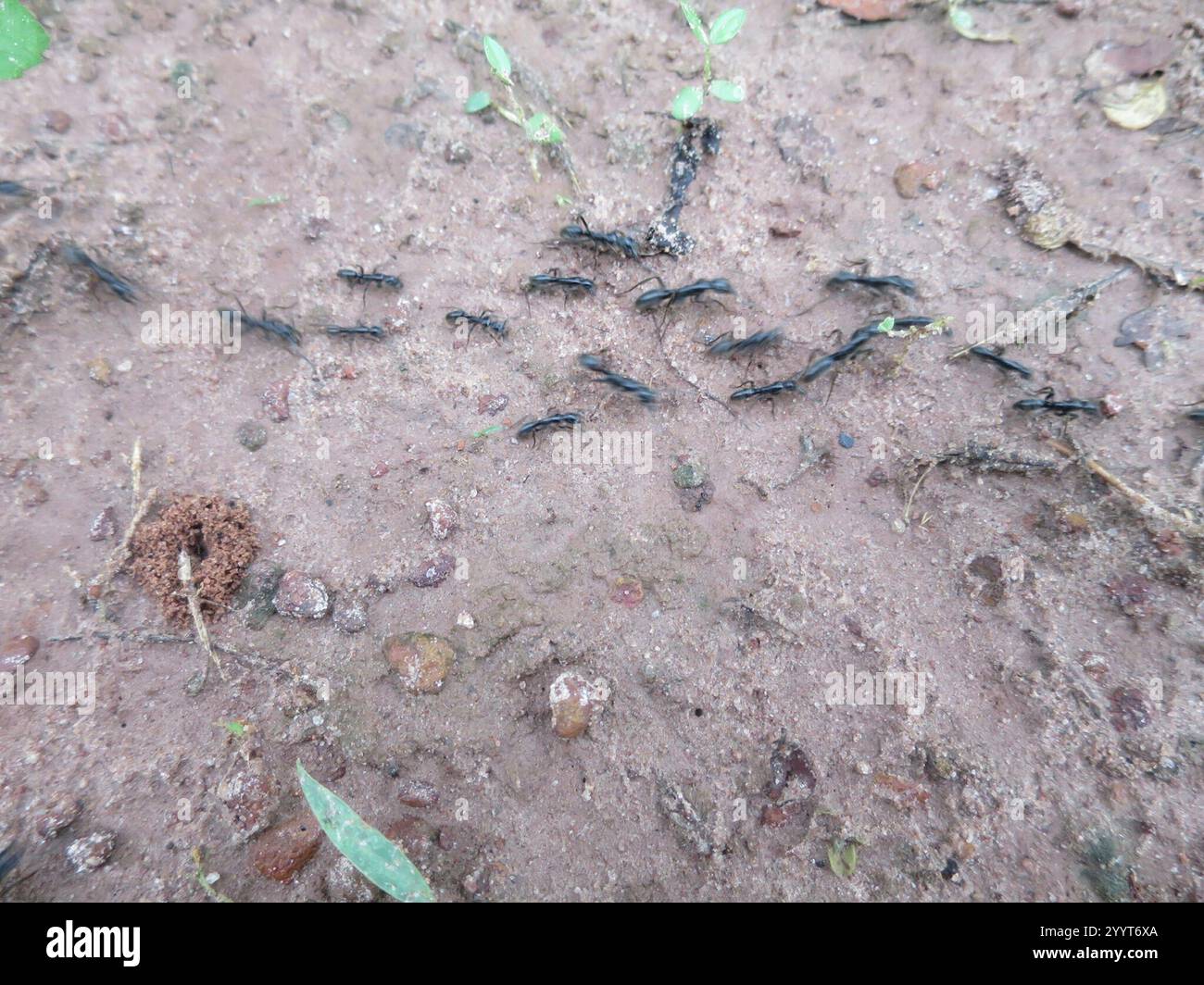 Matabele Ant (Megaponera analis Stock Photo - Alamy