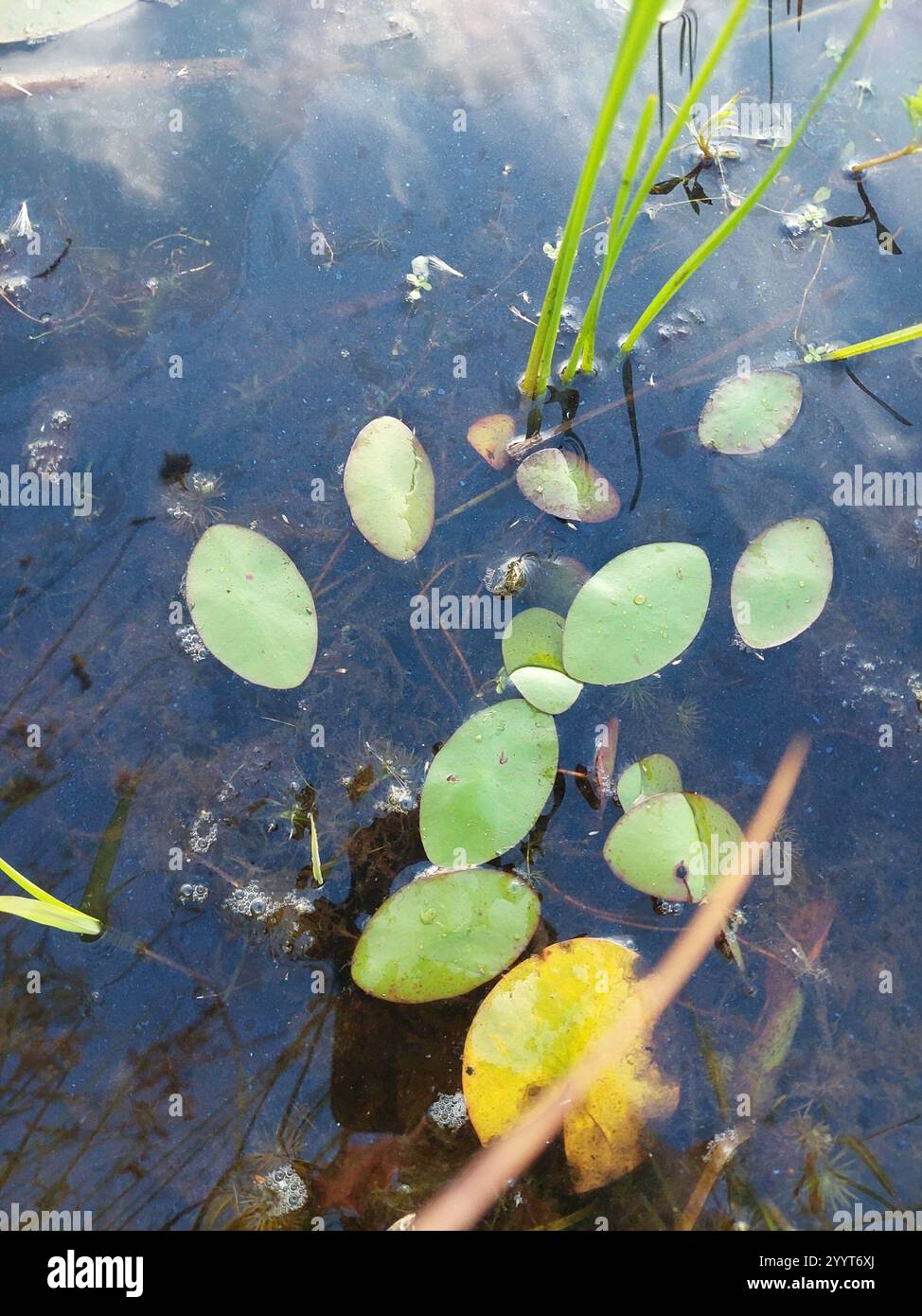 Watershield (Brasenia schreberi Stock Photo - Alamy