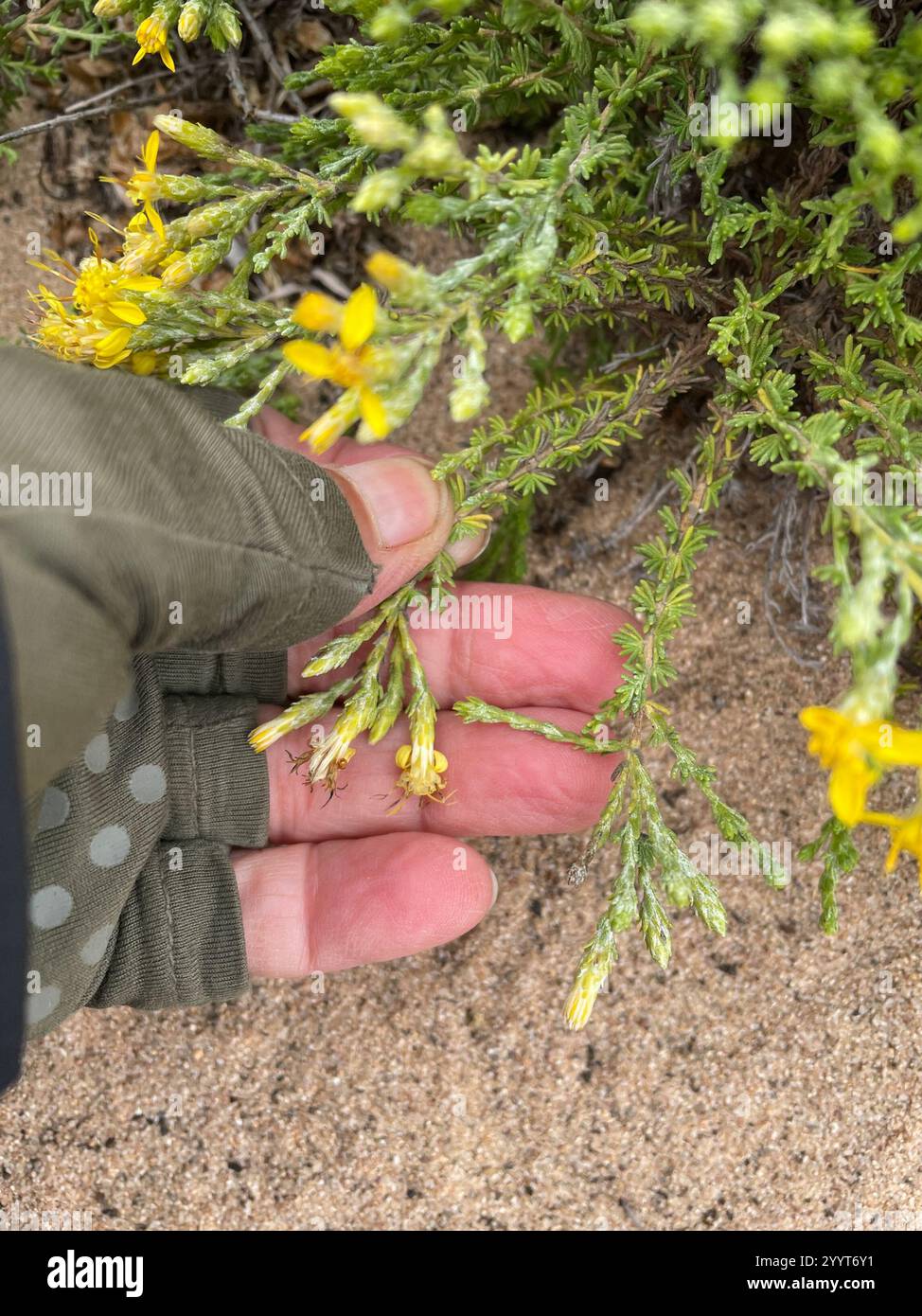 Ericameria ericoides hi-res stock photography and images - Alamy