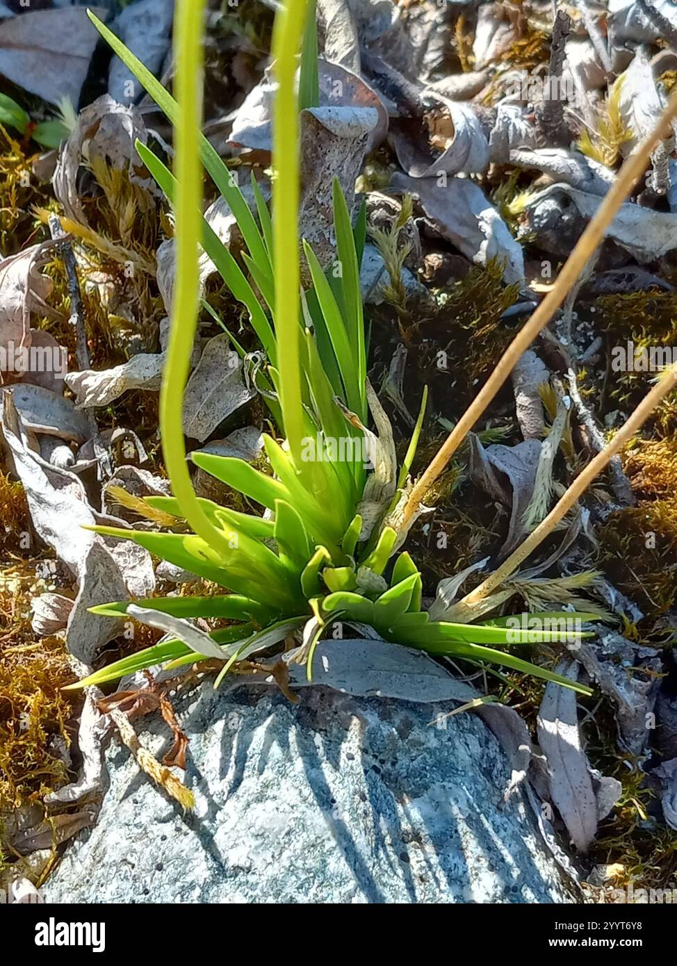 Tofieldia pusilla hi-res stock photography and images - Alamy