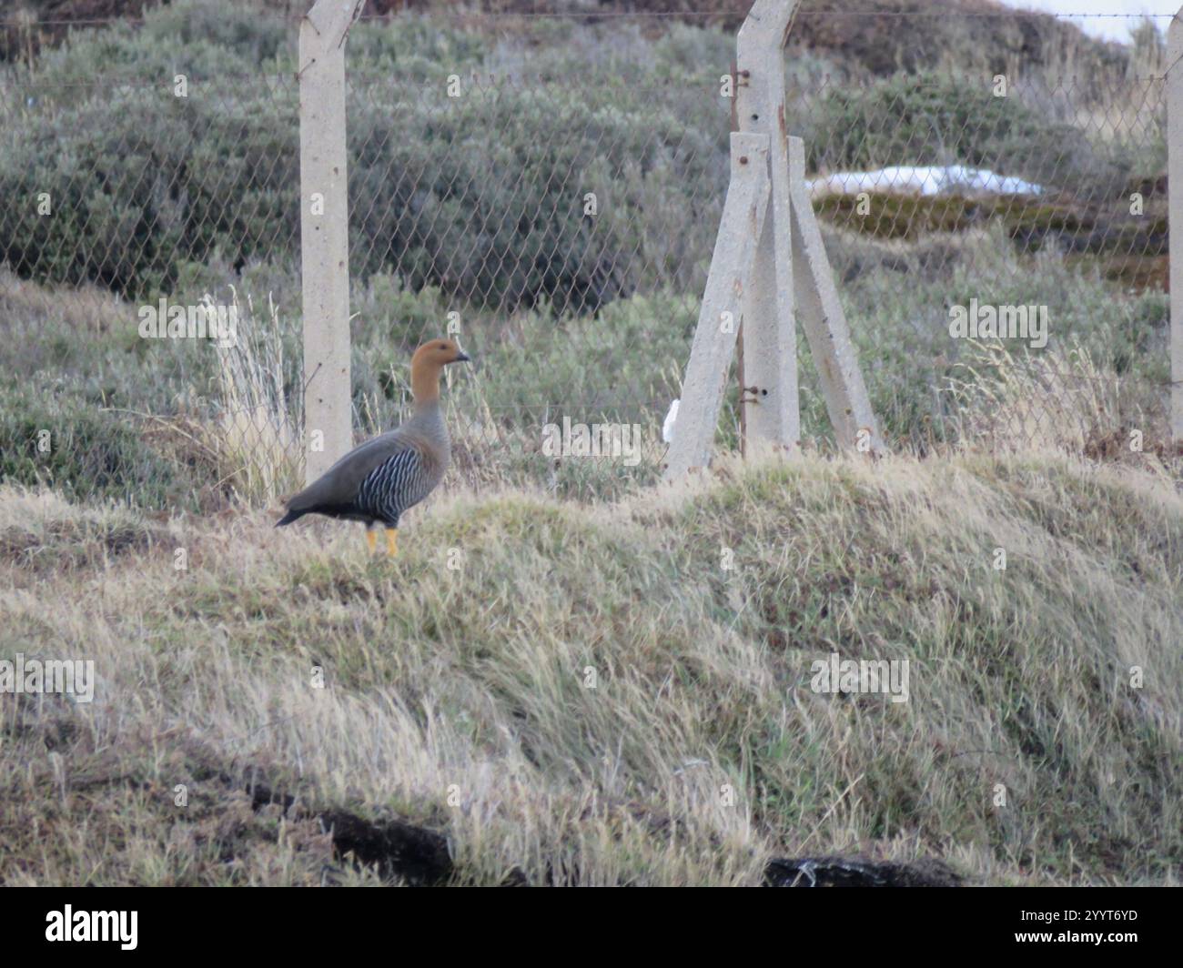 Upland Goose (Chloephaga picta Stock Photo - Alamy
