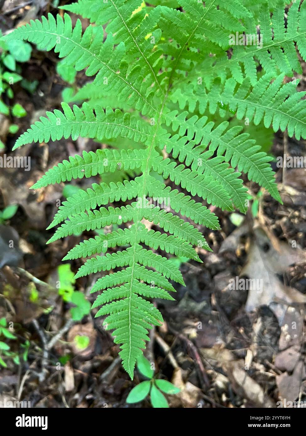 broad beech fern (Phegopteris hexagonoptera Stock Photo - Alamy