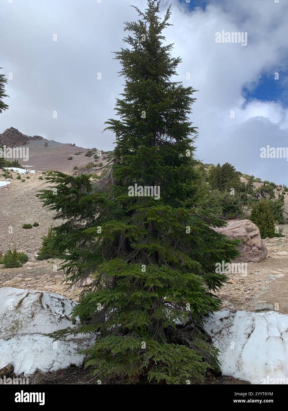 mountain hemlock (Tsuga mertensiana Stock Photo - Alamy