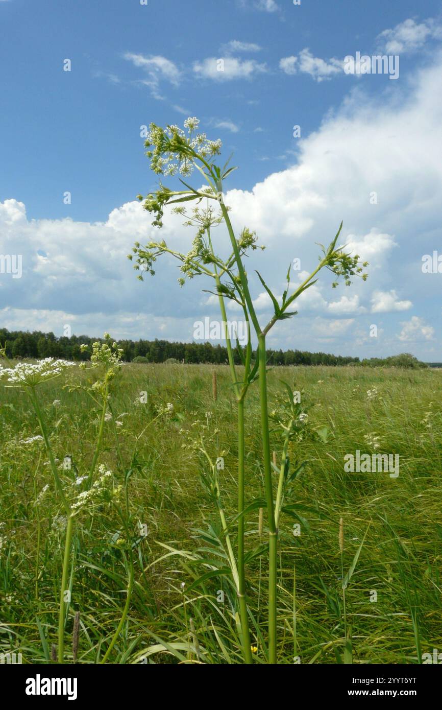 Skirret (Sium sisarum Stock Photo - Alamy