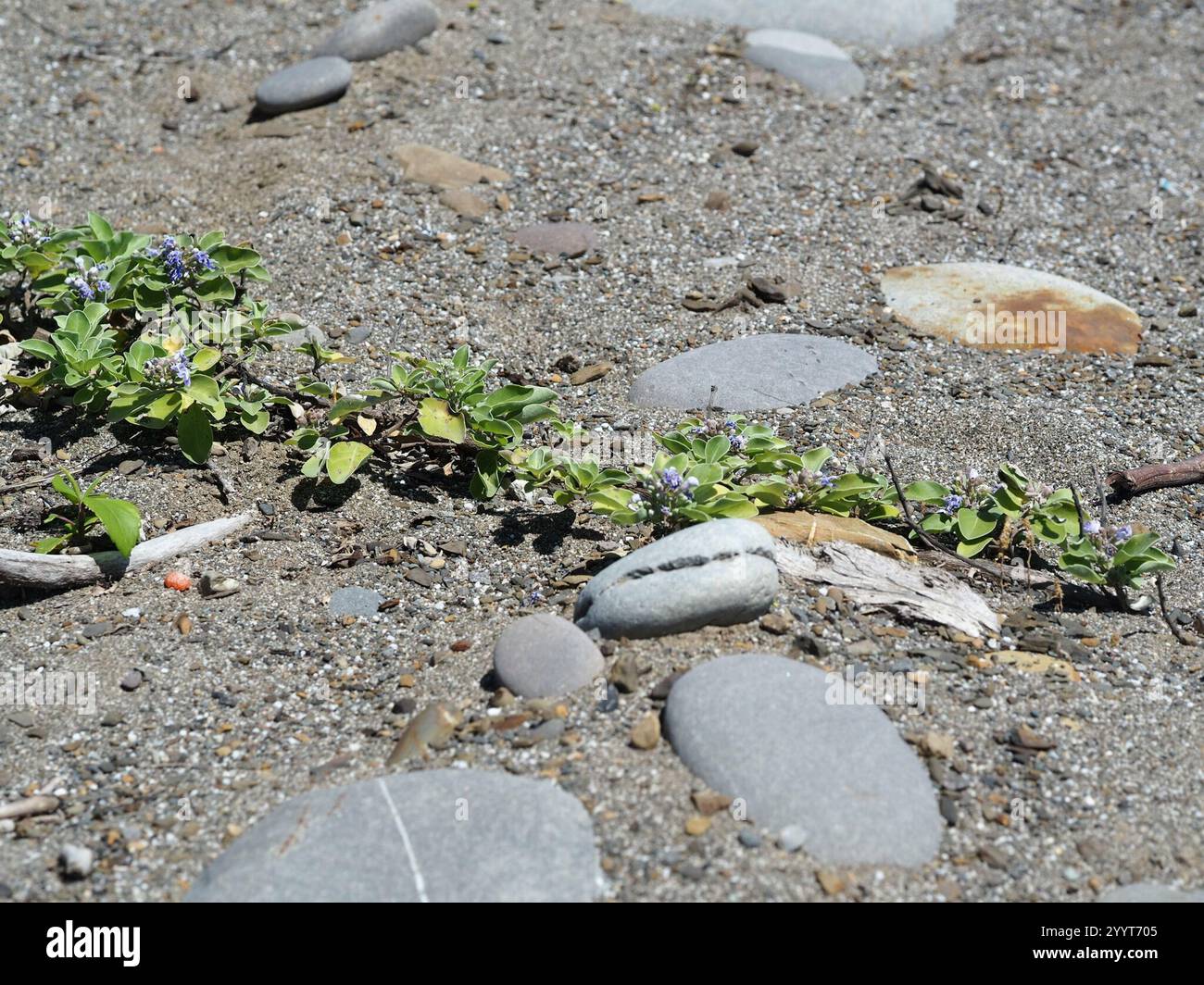 Beach Vitex (Vitex rotundifolia Stock Photo - Alamy