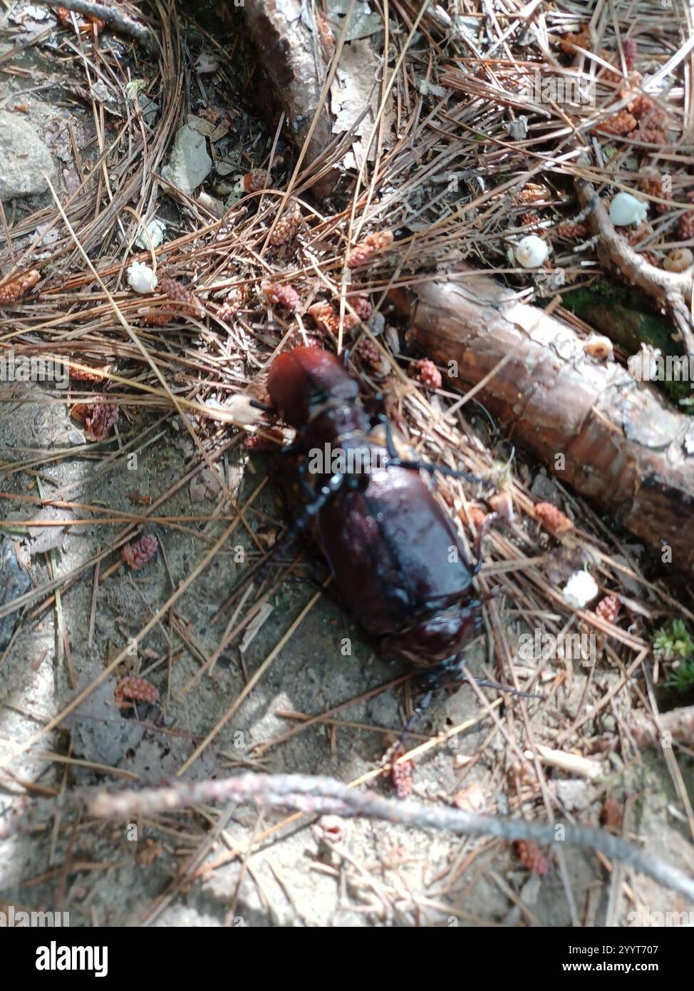 Tooth-necked Longhorn Beetle (Prionus pocularis Stock Photo - Alamy