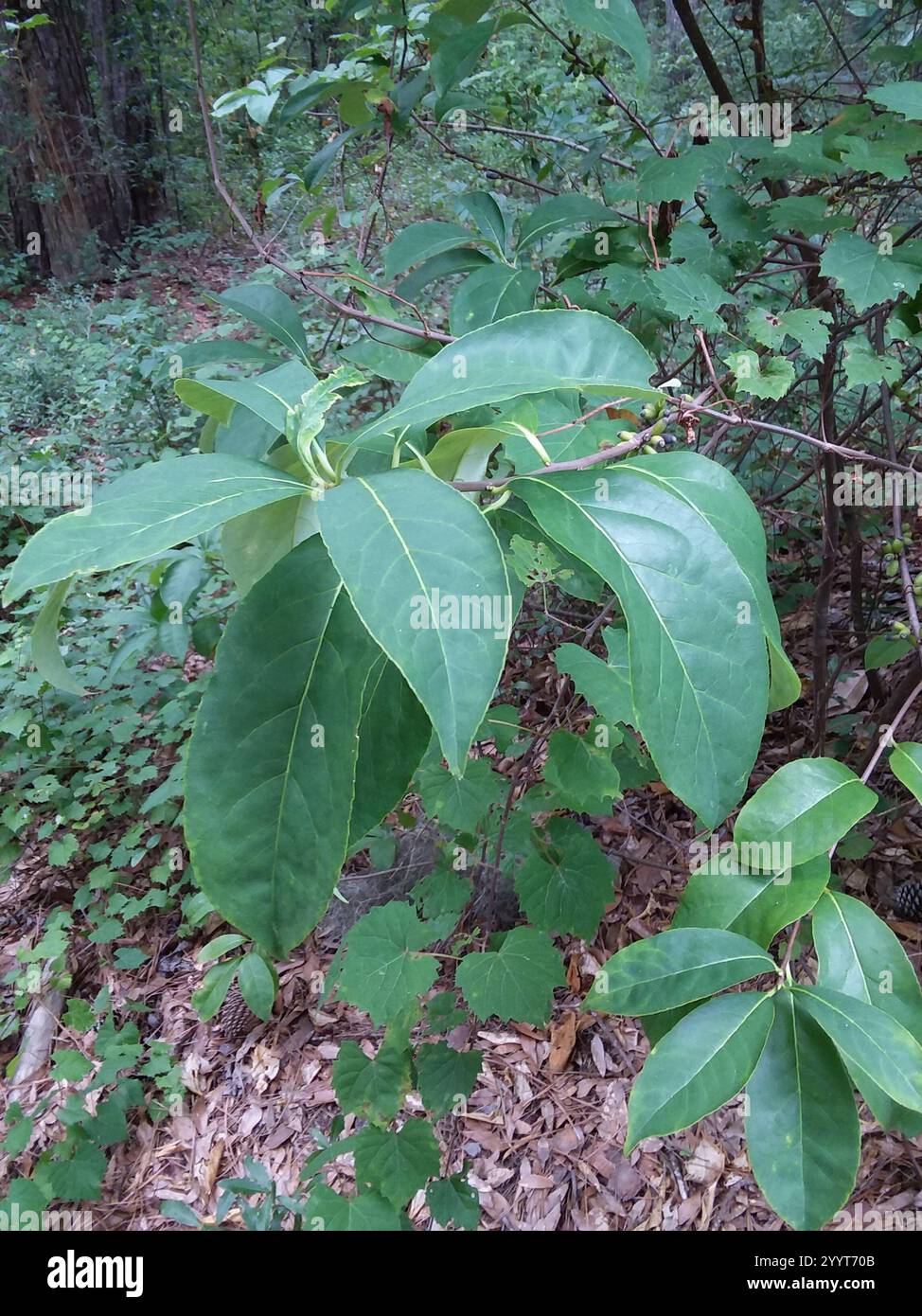 Sweetleaf (Symplocos tinctoria Stock Photo - Alamy