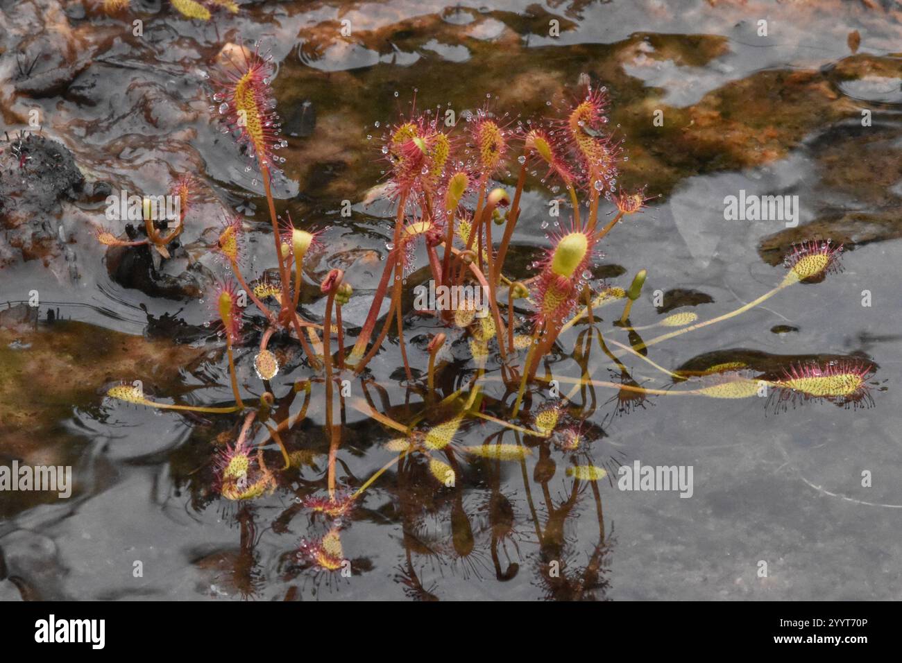 Great Sundew (Drosera anglica Stock Photo - Alamy