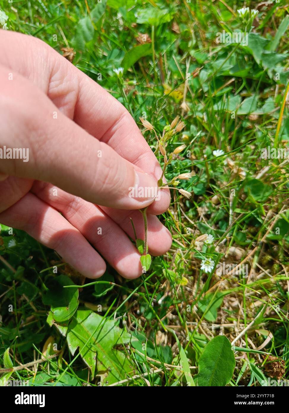 Common mouse-ear chickweed (Cerastium holosteoides Stock Photo - Alamy