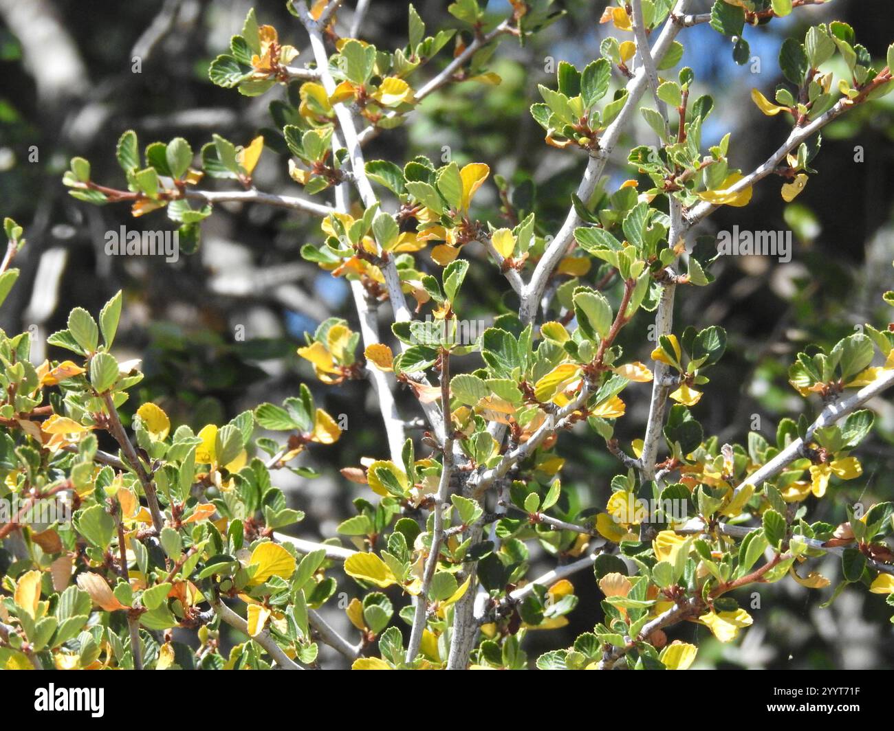 Birchleaf Mountain Mahogany (Cercocarpus betuloides Stock Photo - Alamy