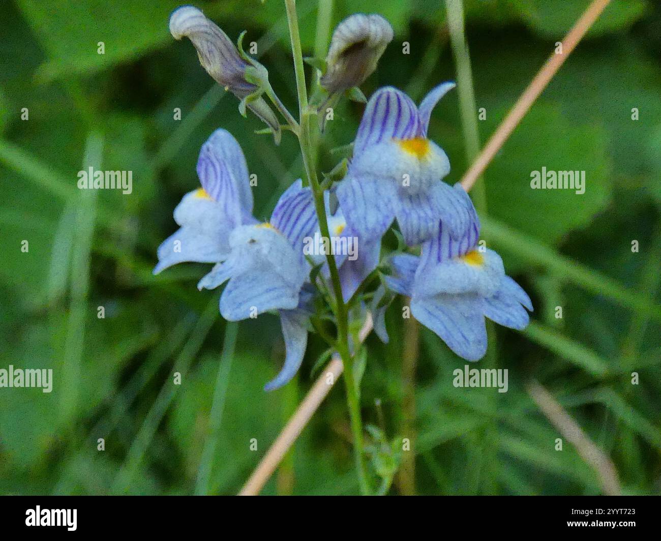 Pale Toadflax (Linaria repens Stock Photo - Alamy