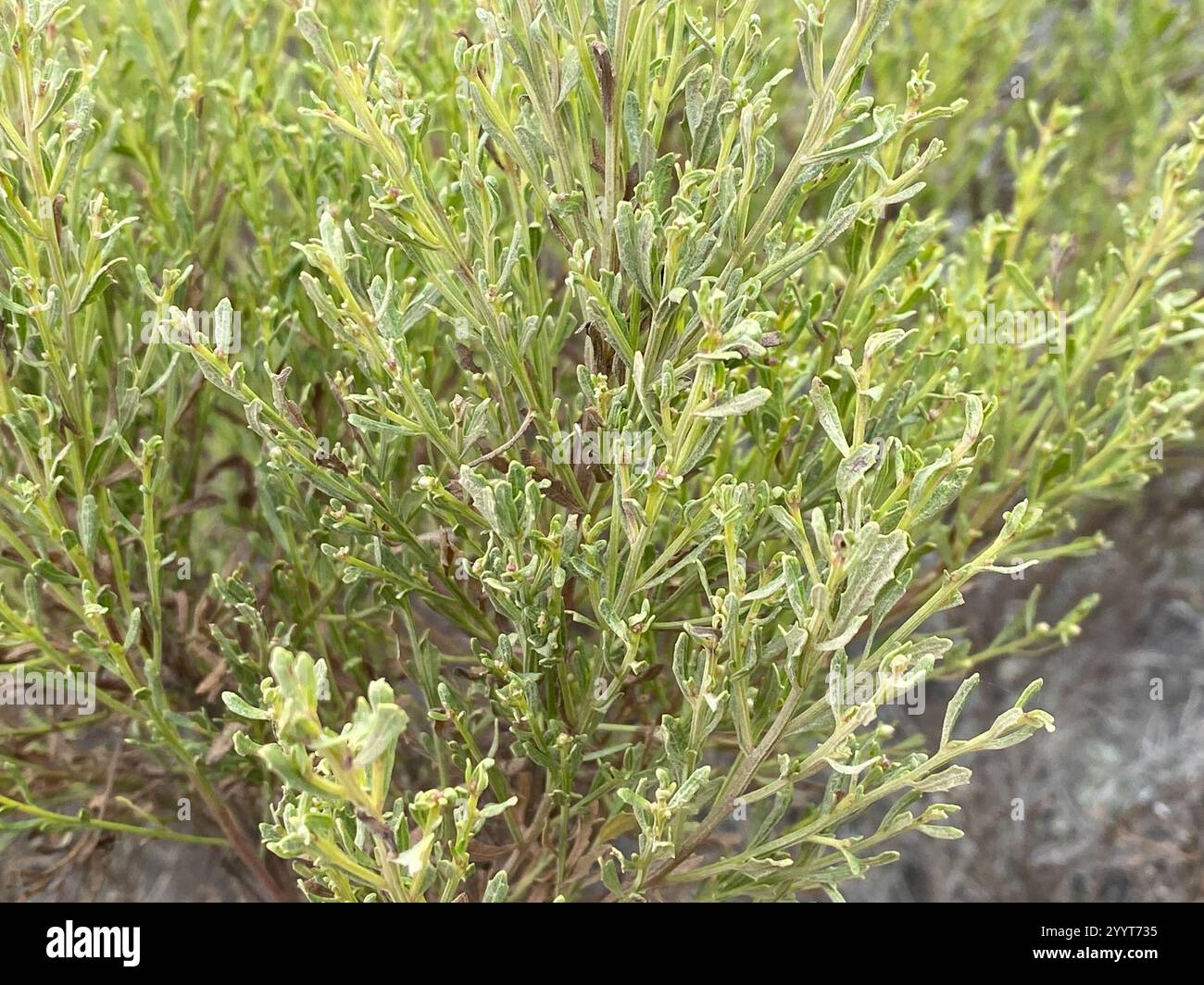 Desert Broom (Baccharis sarothroides Stock Photo - Alamy