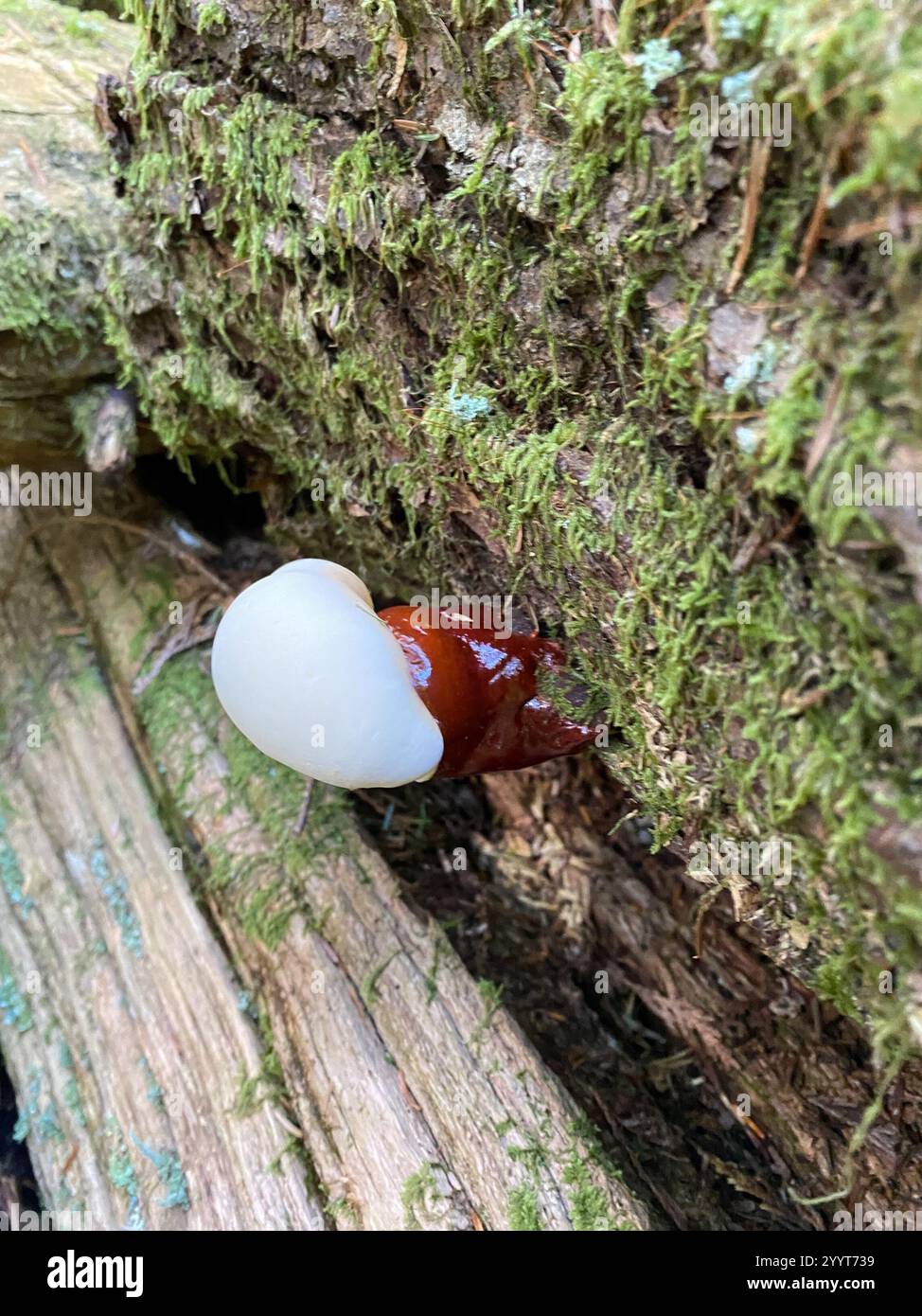 West Coast Reishi (Ganoderma oregonense Stock Photo - Alamy