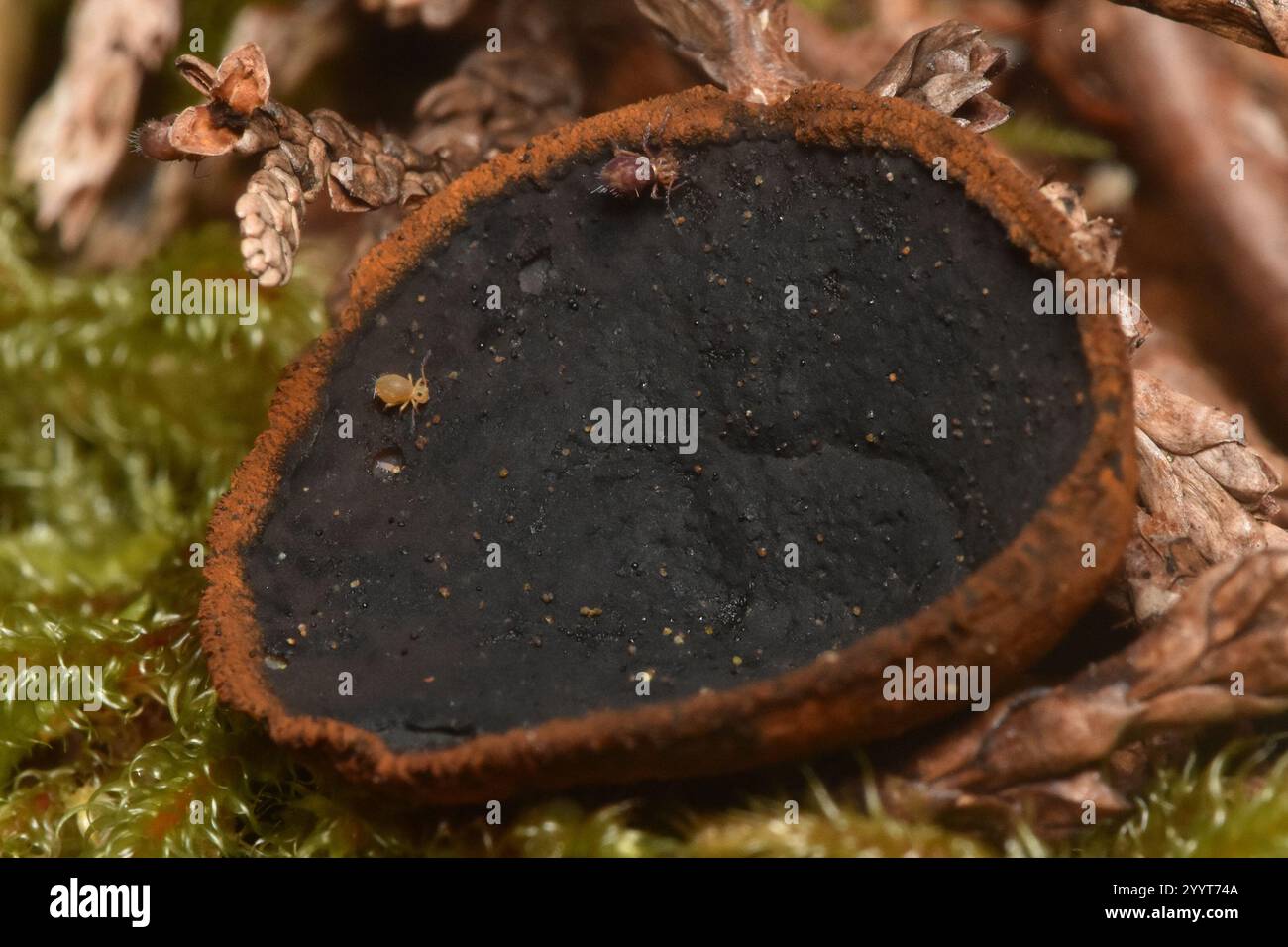 corona cup (Plectania melastoma Stock Photo - Alamy