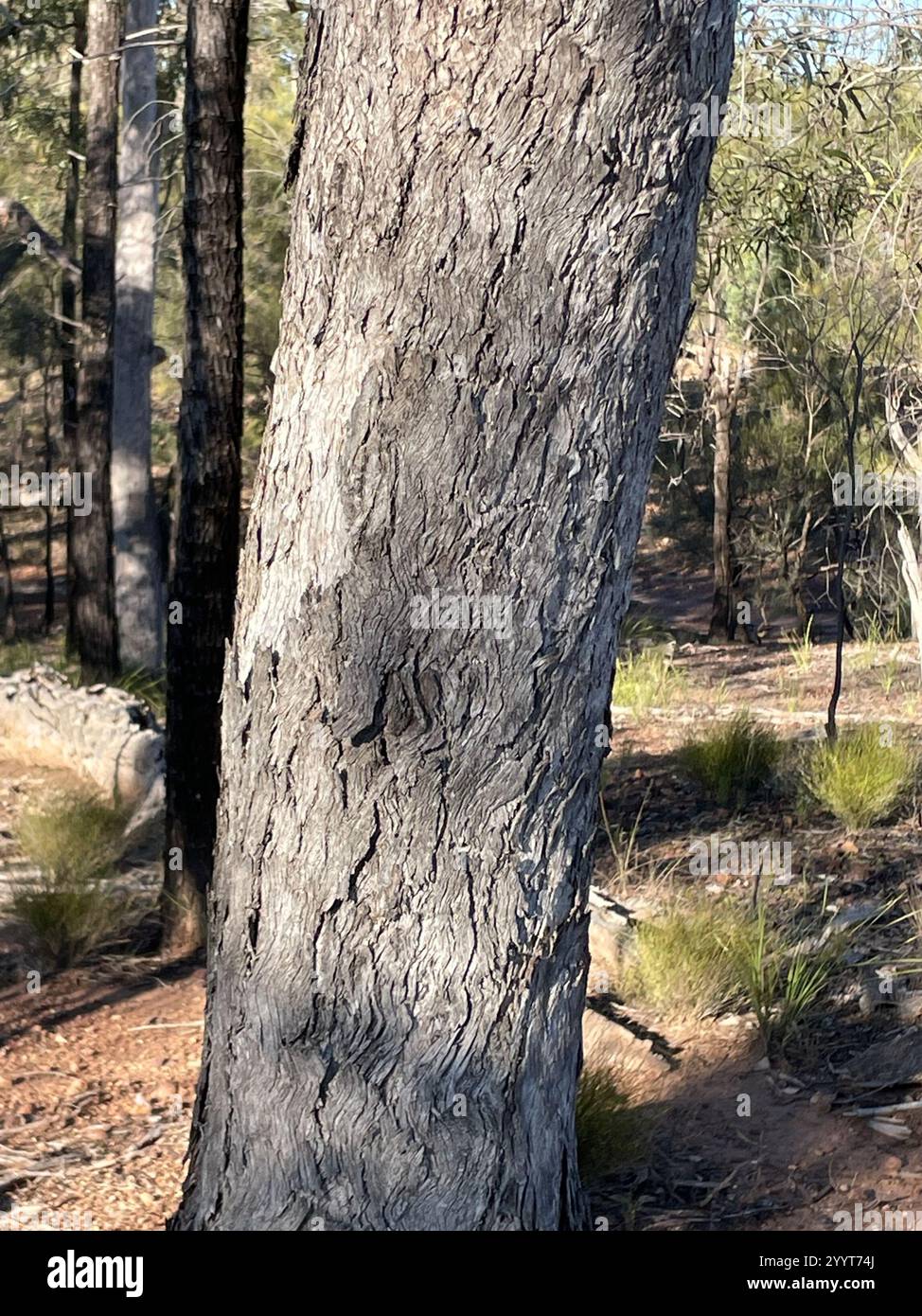 Poplar Box (Eucalyptus populnea Stock Photo - Alamy