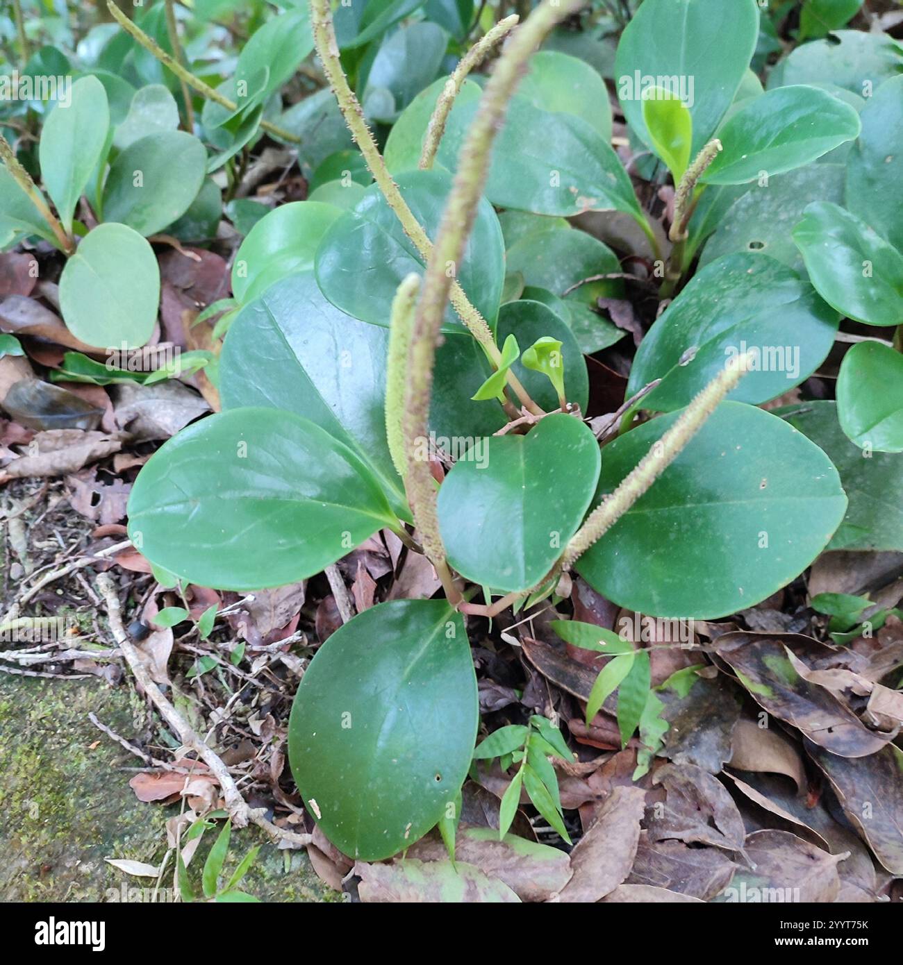 Peperomia magnoliifolia hi-res stock photography and images - Alamy
