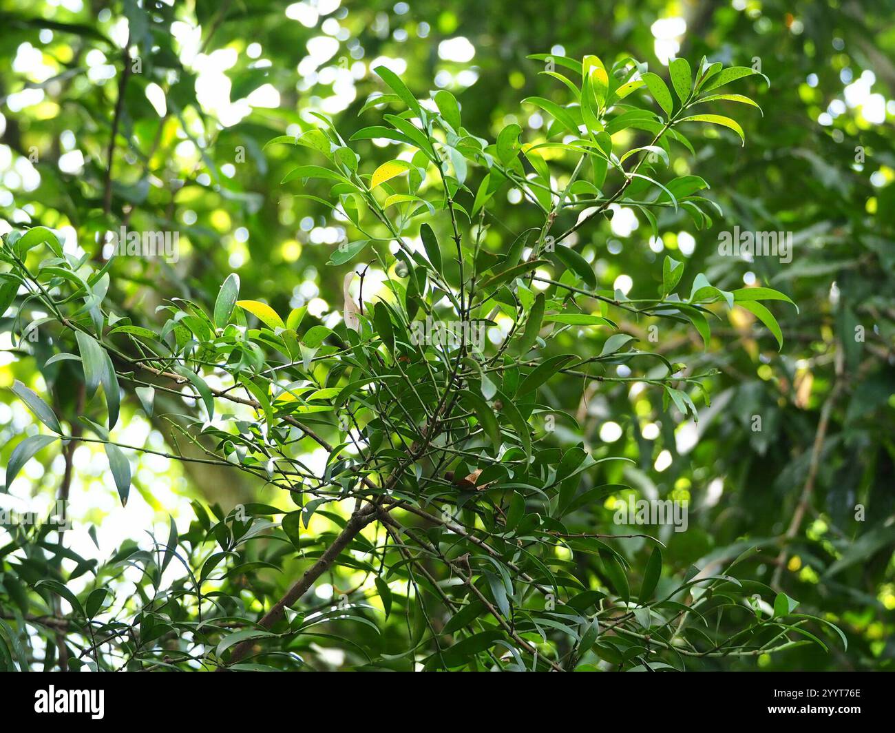 Asian bayberry (Nageia nagi Stock Photo - Alamy