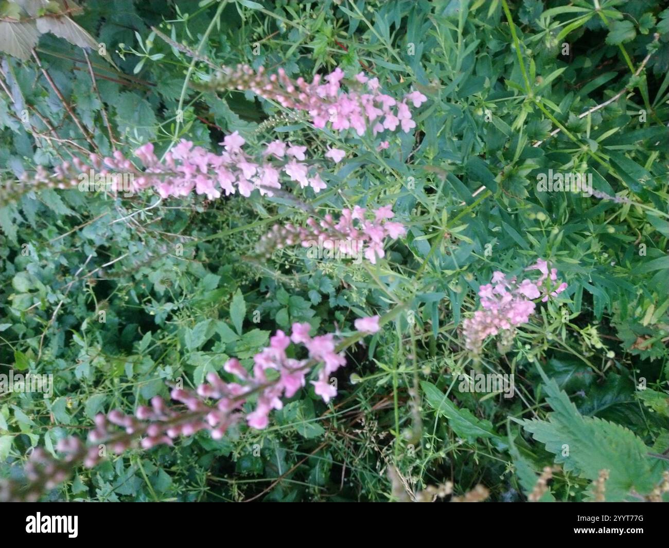 Purple Toadflax (Linaria purpurea Stock Photo - Alamy