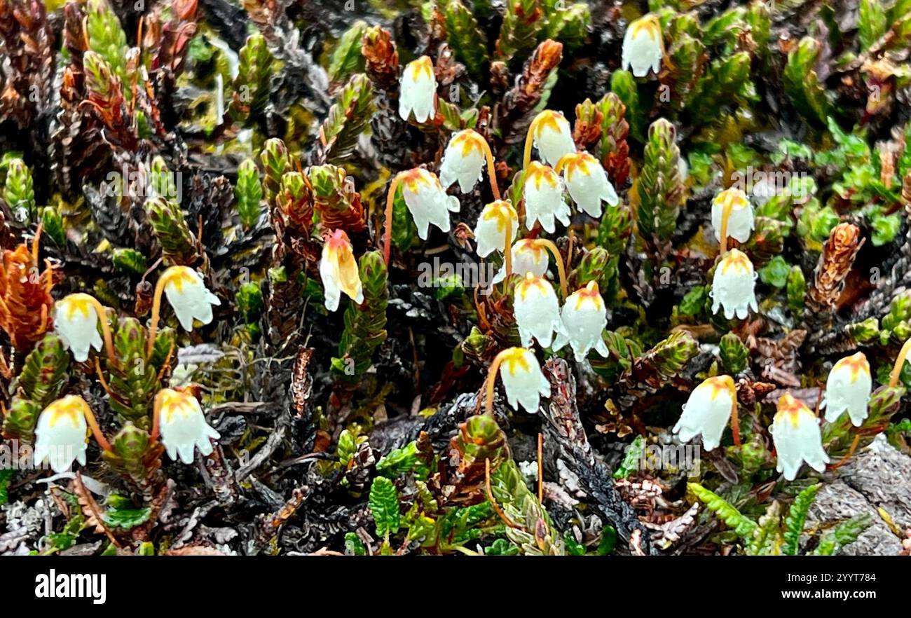 Arctic bell-heather (Cassiope tetragona Stock Photo - Alamy