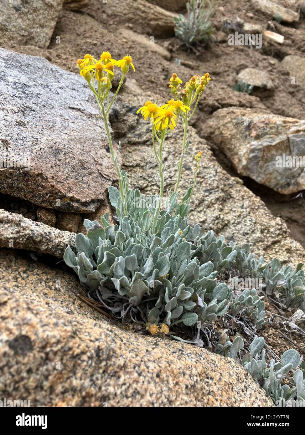 woolly groundsel (Packera cana Stock Photo - Alamy