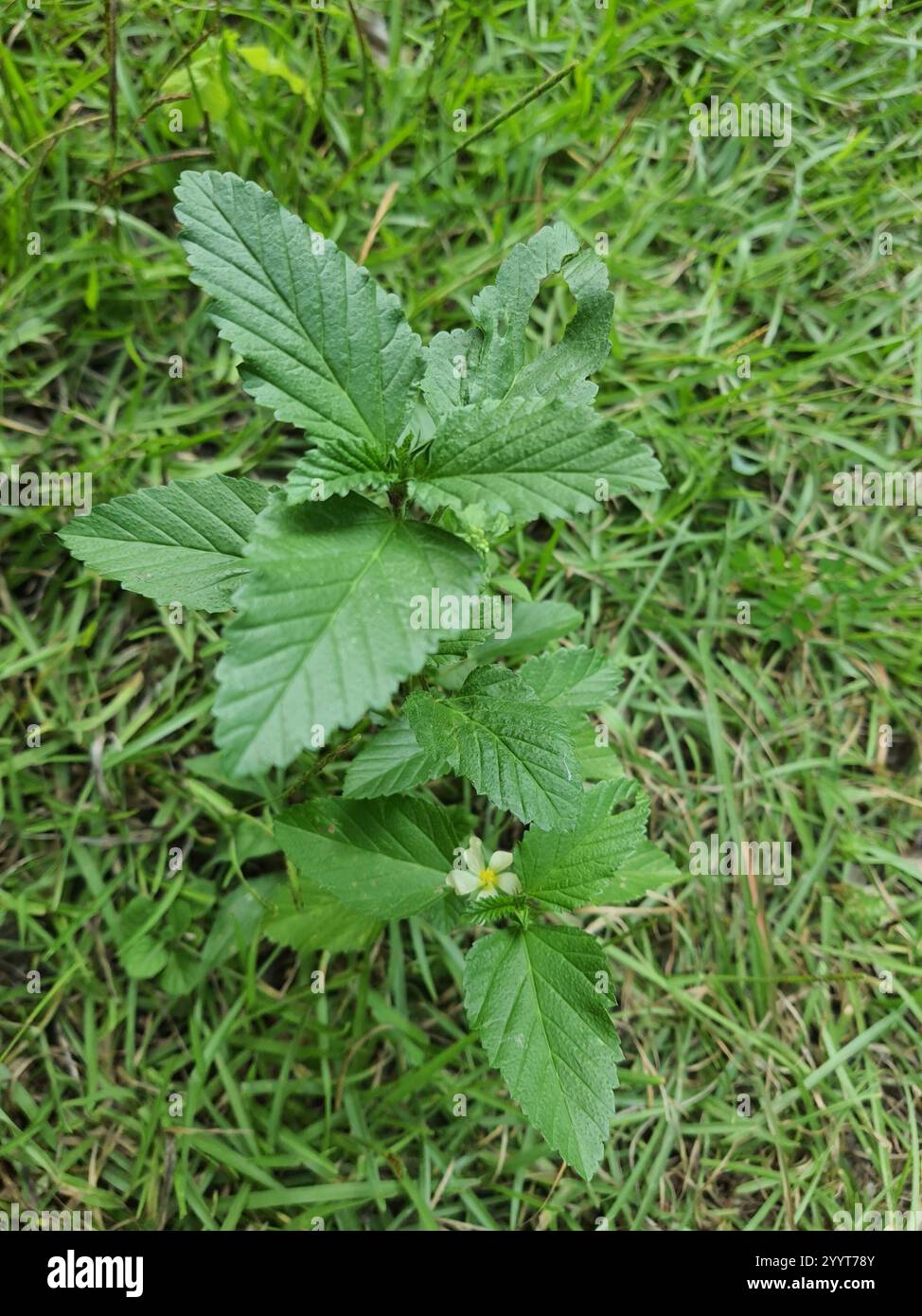 three-lobe false mallow (Malvastrum coromandelianum Stock Photo - Alamy