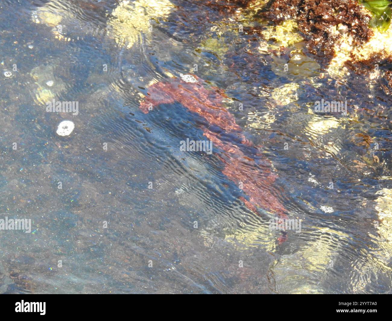 Turkish Towel (Chondracanthus exasperatus Stock Photo - Alamy