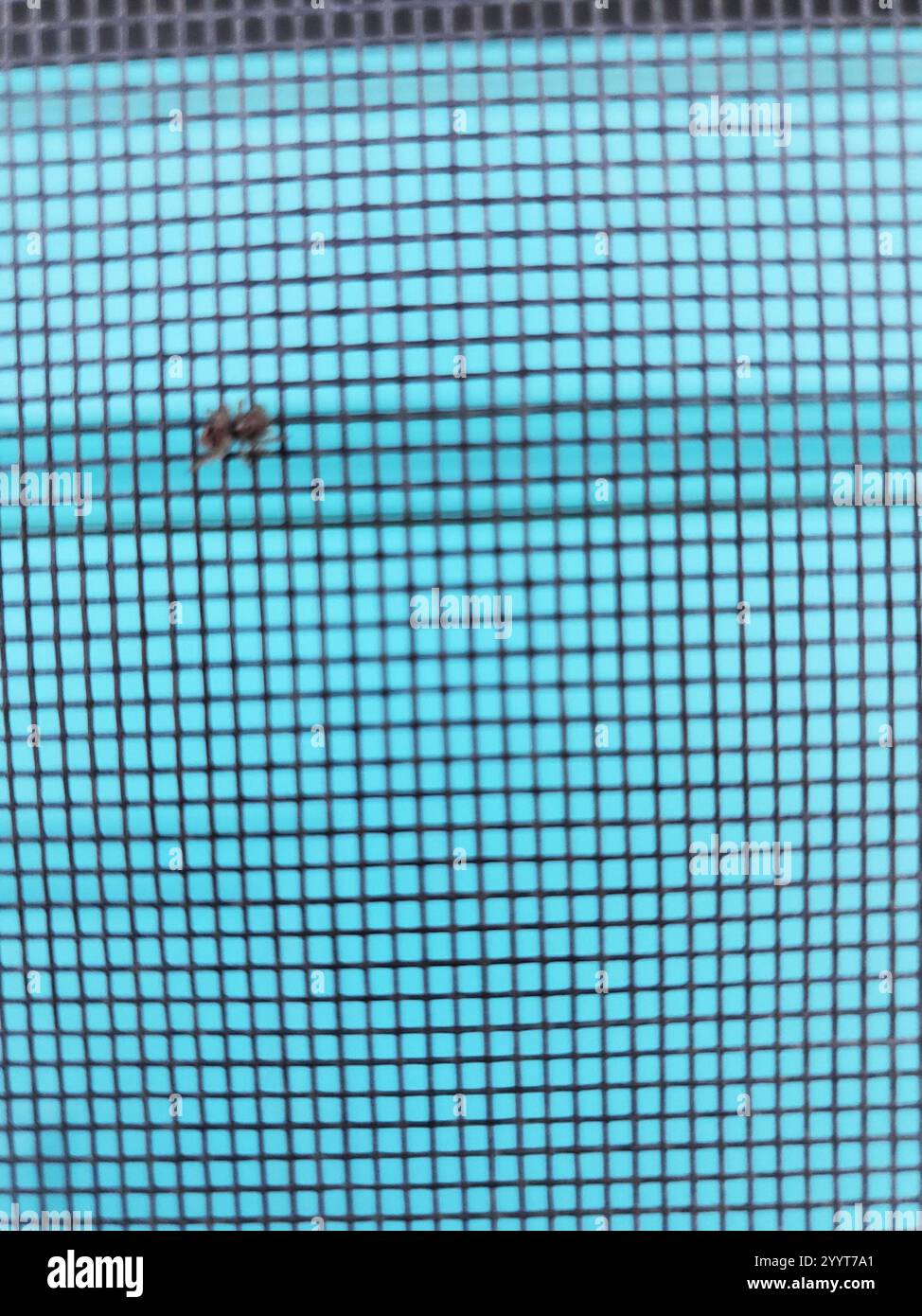 Asiatic Wall Jumping Spider (Attulus fasciger Stock Photo - Alamy