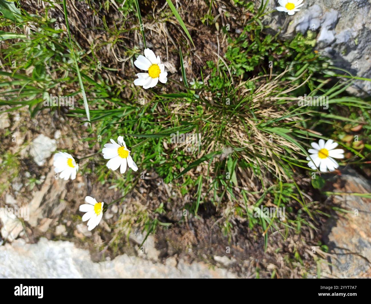 Alpine Moon-daisy (Leucanthemopsis alpina Stock Photo - Alamy