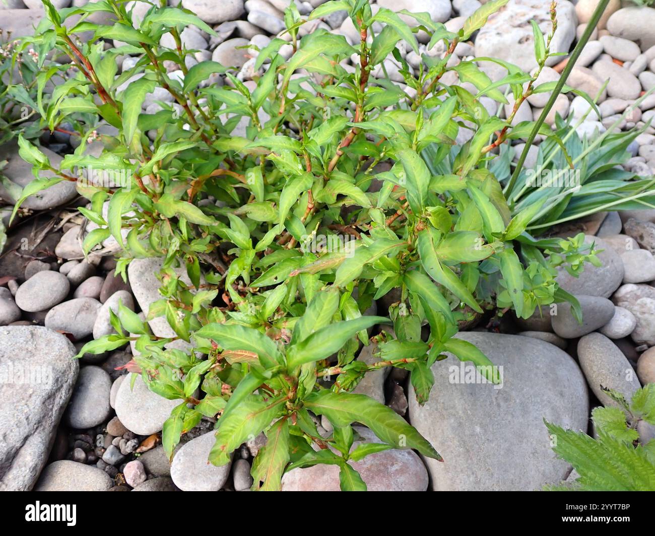 waterpepper (Persicaria hydropiper Stock Photo - Alamy