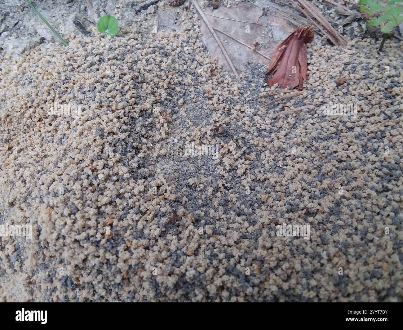 Northern Fungus-farming Ant (Trachymyrmex septentrionalis Stock Photo ...