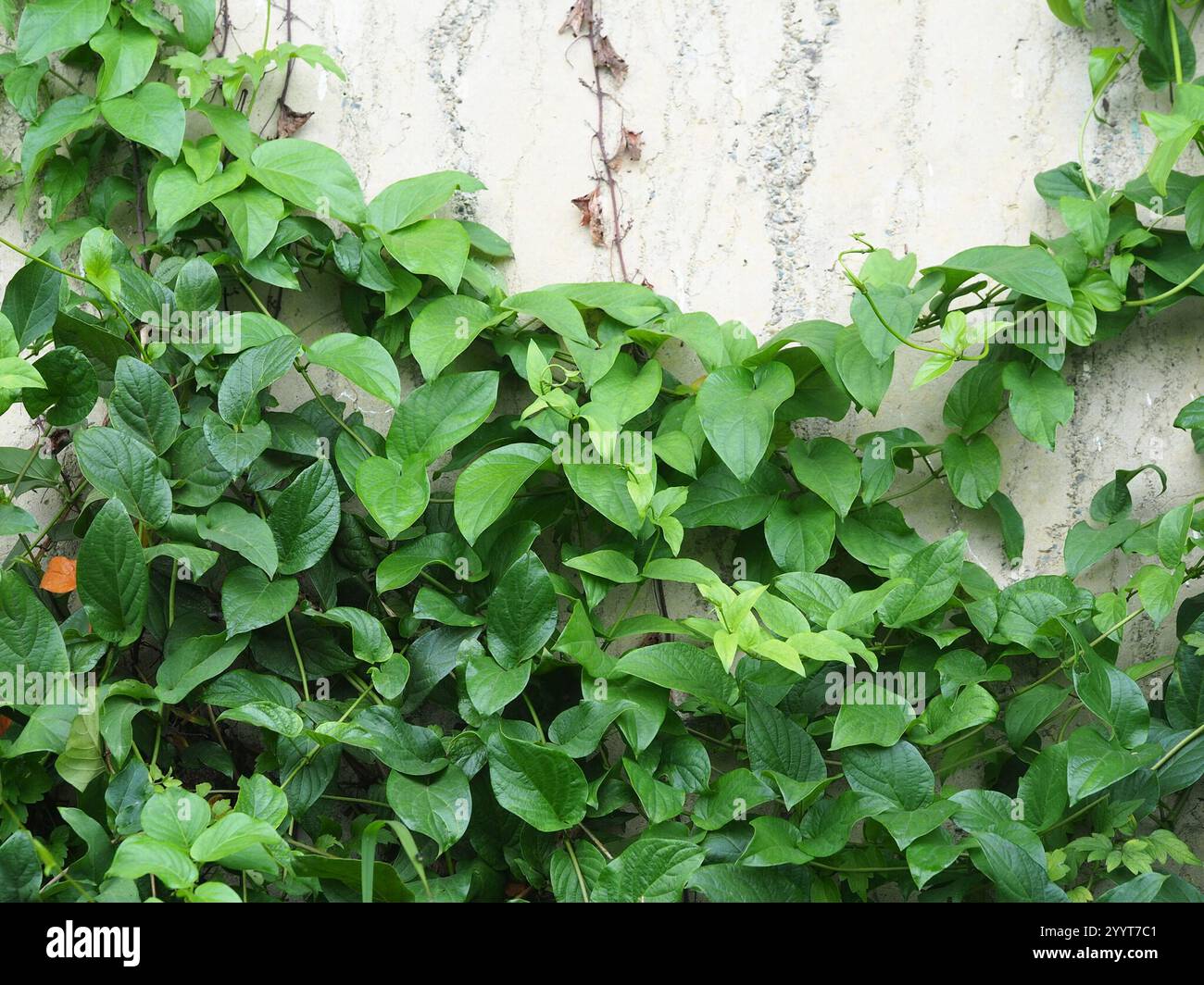 skunk vine (Paederia foetida Stock Photo - Alamy