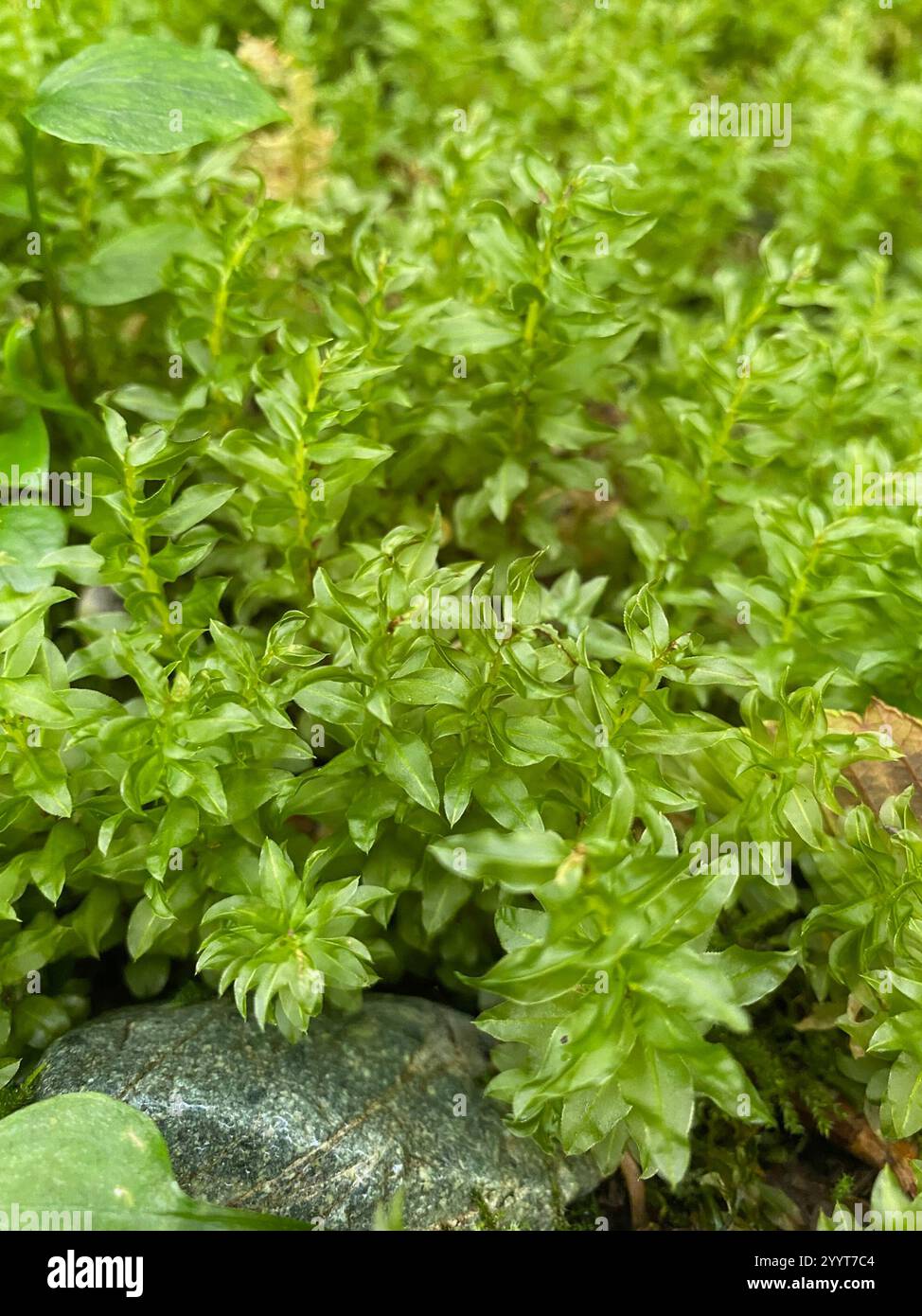 Badge Moss (Plagiomnium insigne Stock Photo - Alamy
