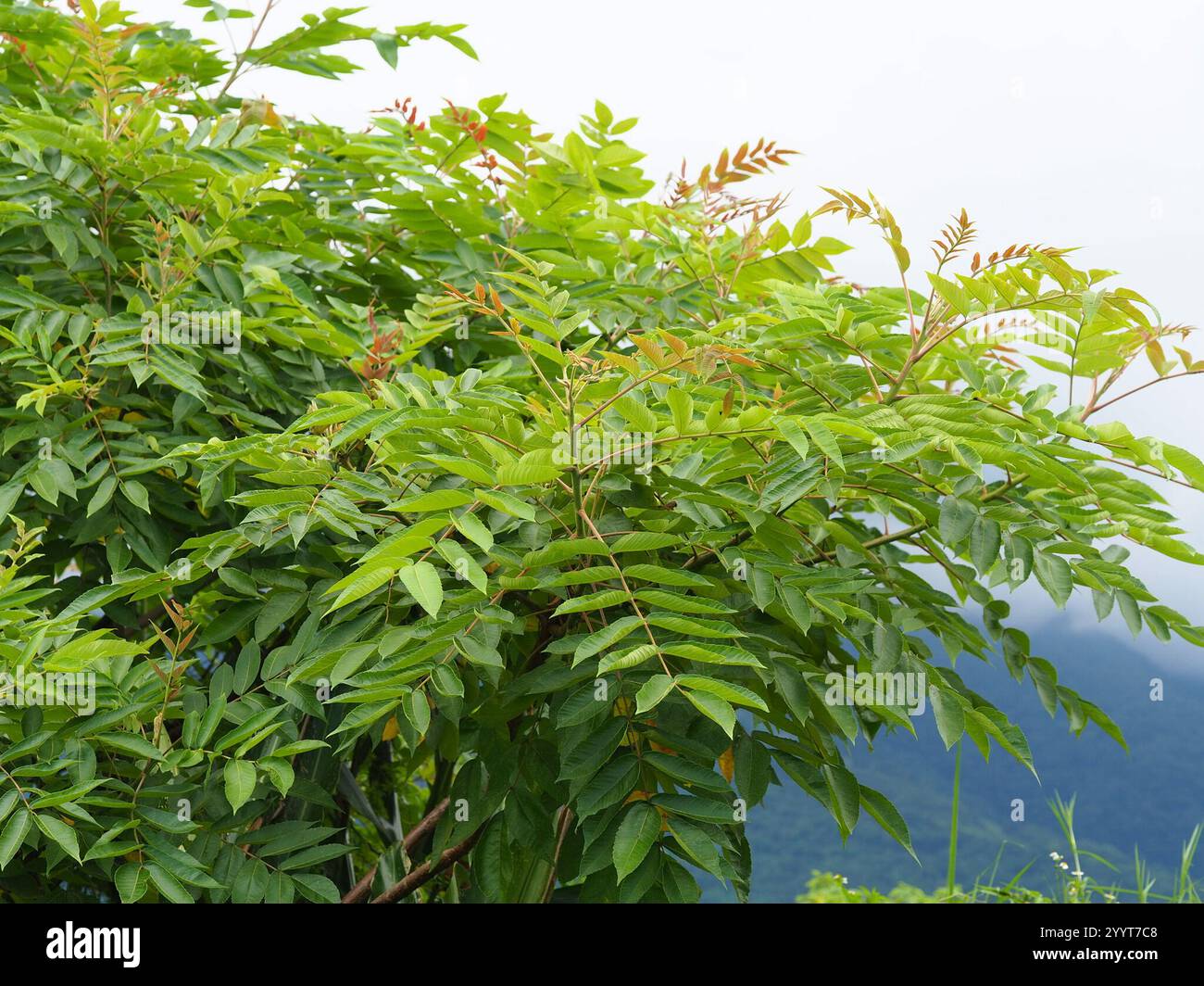 (Rhus chinensis roxburghii Stock Photo - Alamy