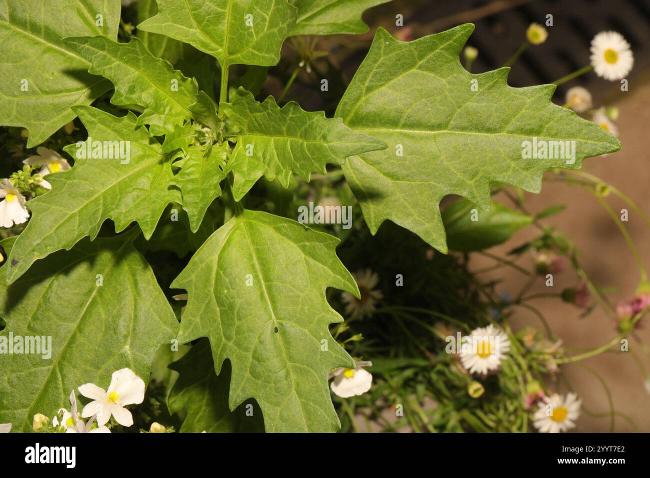 red pigweed (Oxybasis rubra Stock Photo - Alamy