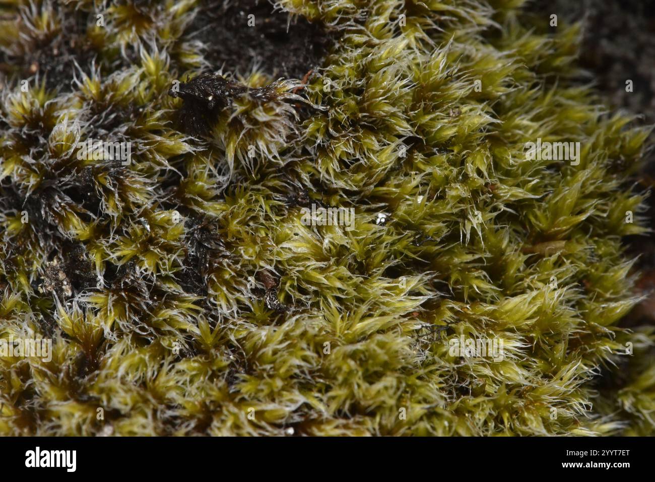 Woolly Fringe-moss (Racomitrium lanuginosum Stock Photo - Alamy