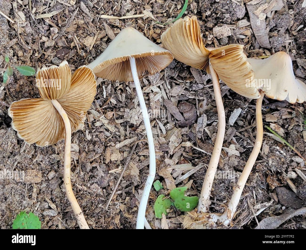 milky conecap (Conocybe apala Stock Photo - Alamy