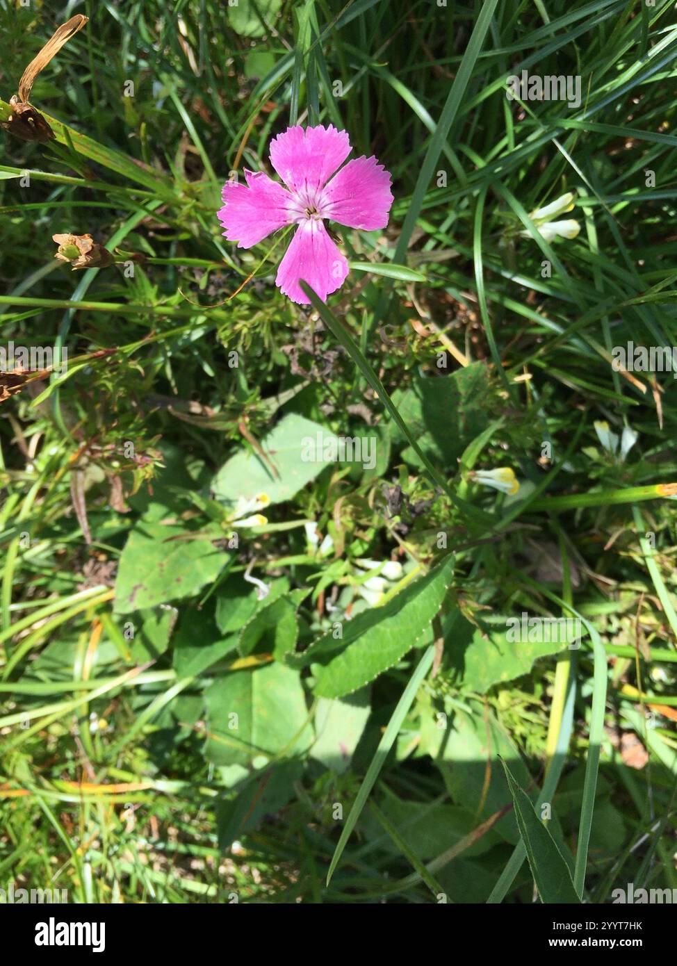 Alpine Pink (Dianthus alpinus Stock Photo - Alamy